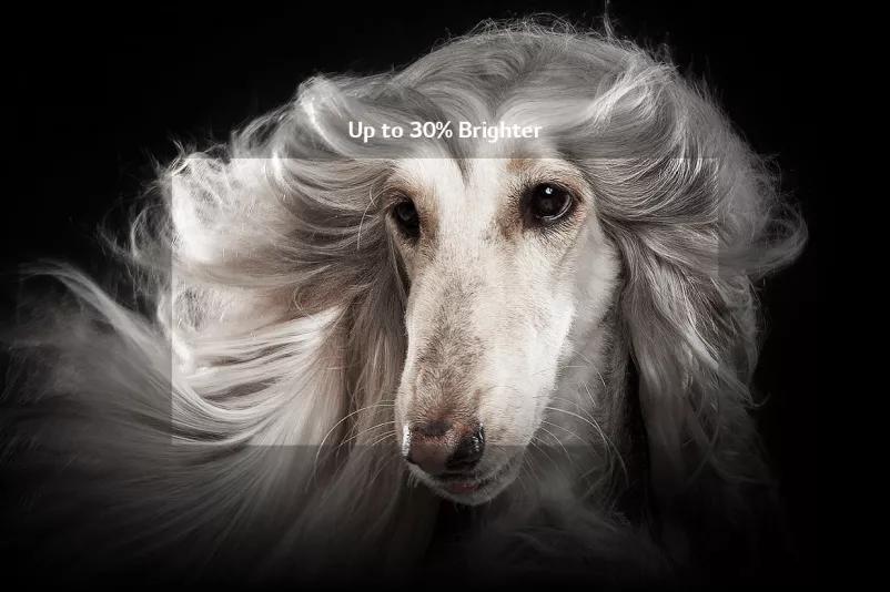 97 inch Class LG OLED evo G2 4k Smart TV OLED97G2PUA